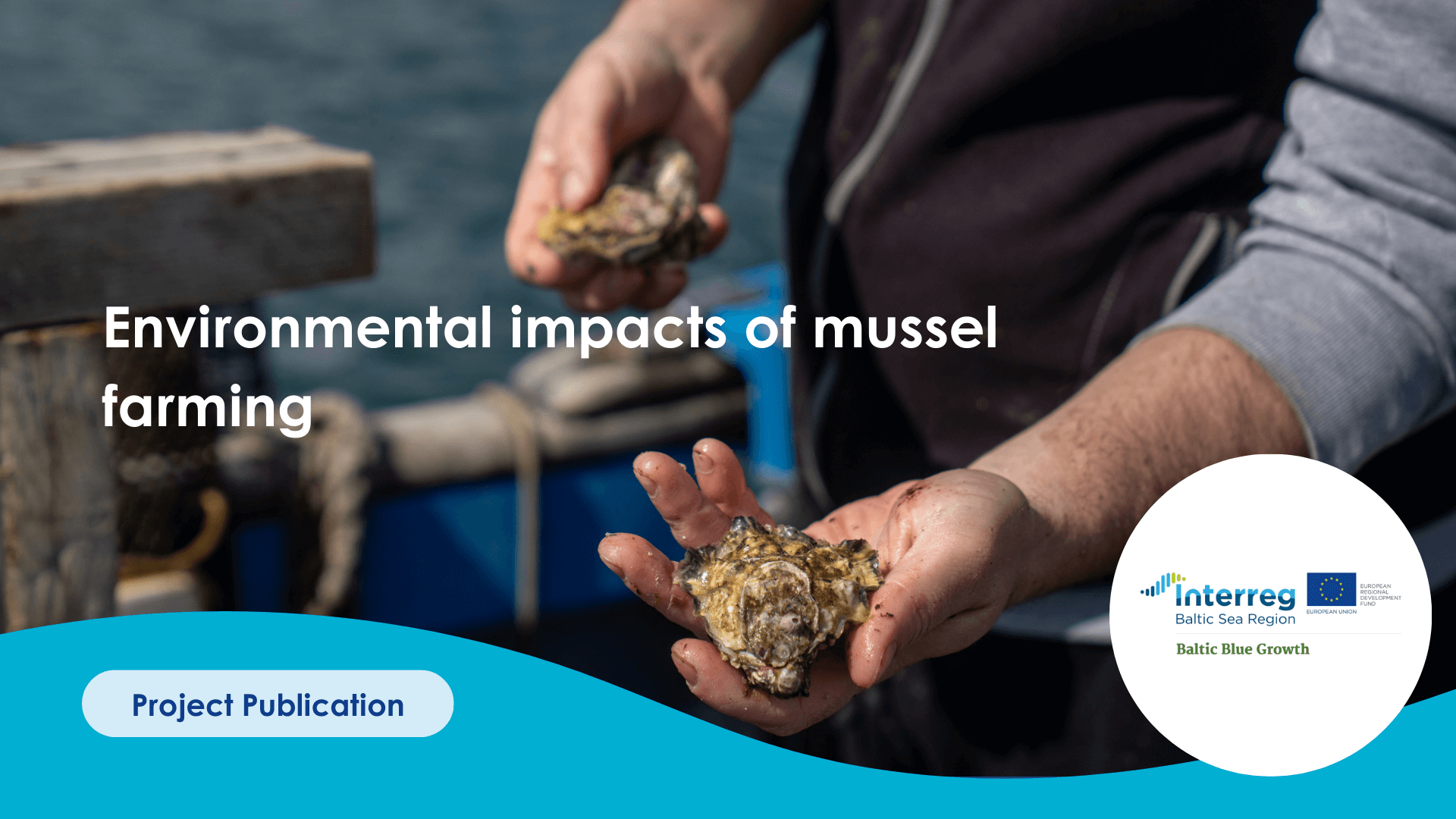 Environmental impacts of mussel farming | Submariner Network for Blue ...