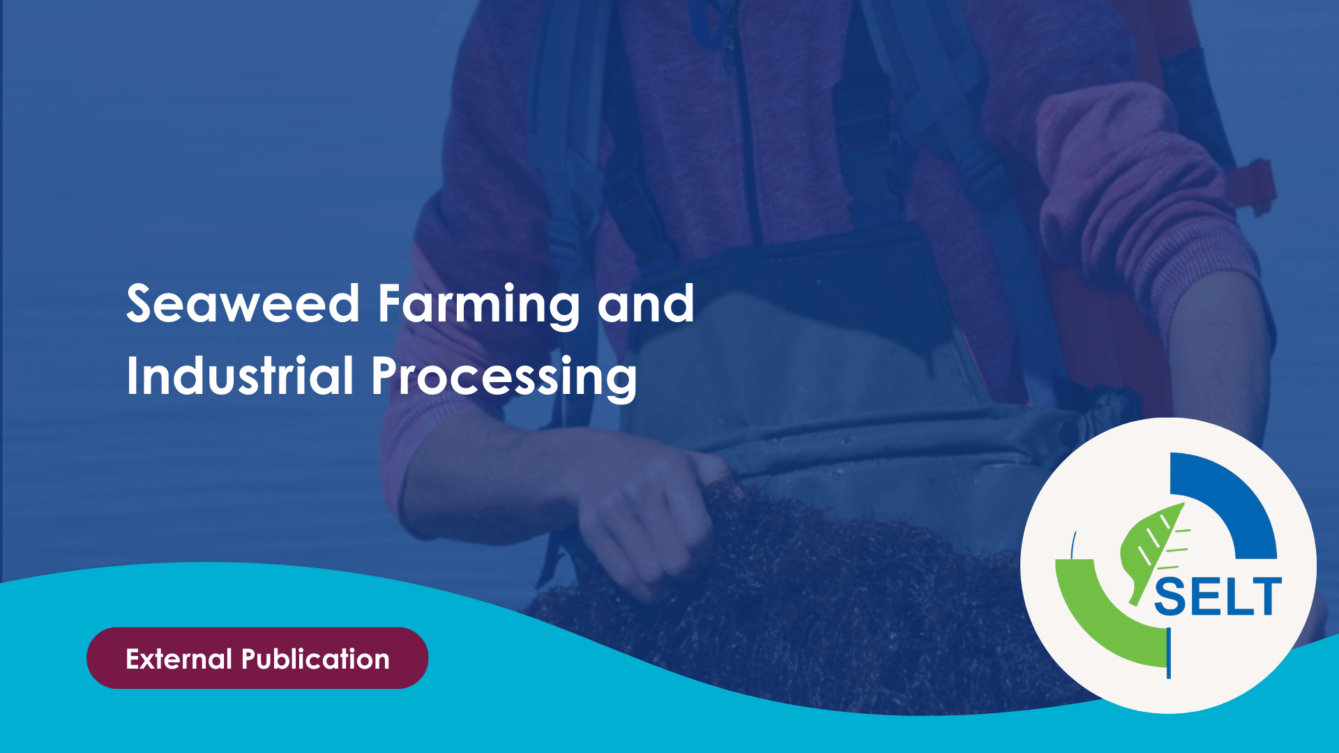 Seaweed Farming and Industrial Processing | Submariner Network for Blue ...