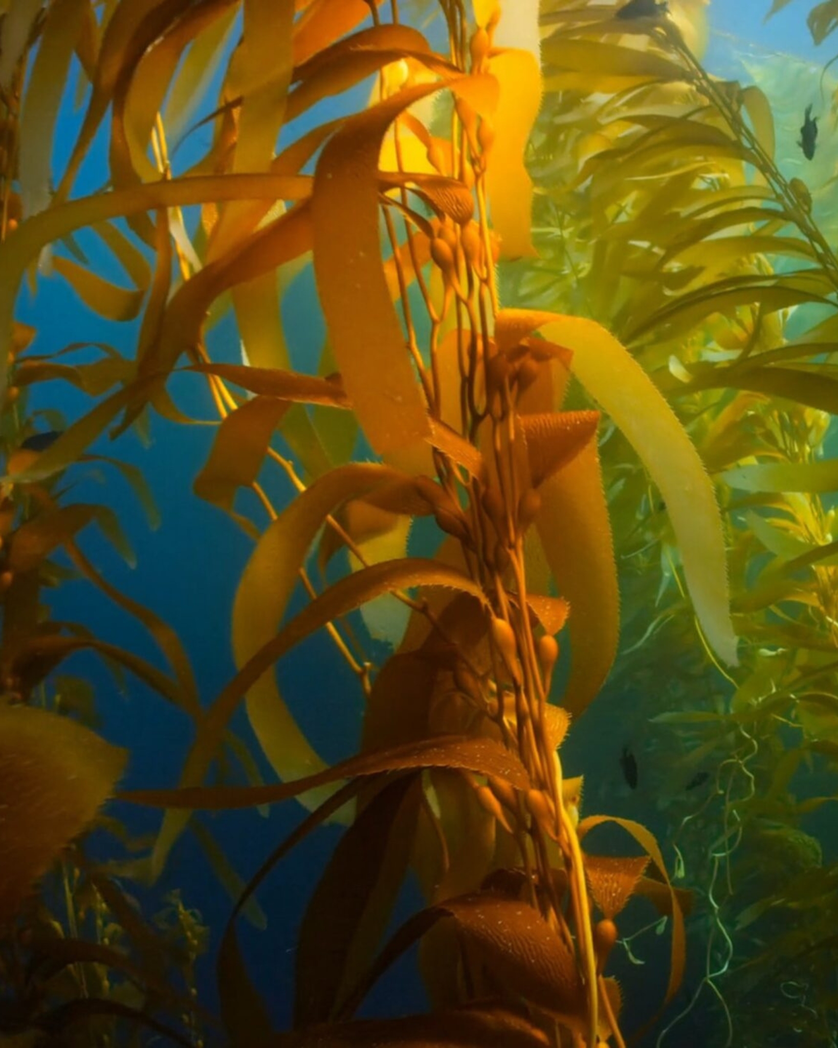 Home | Submariner Network for Blue Growth