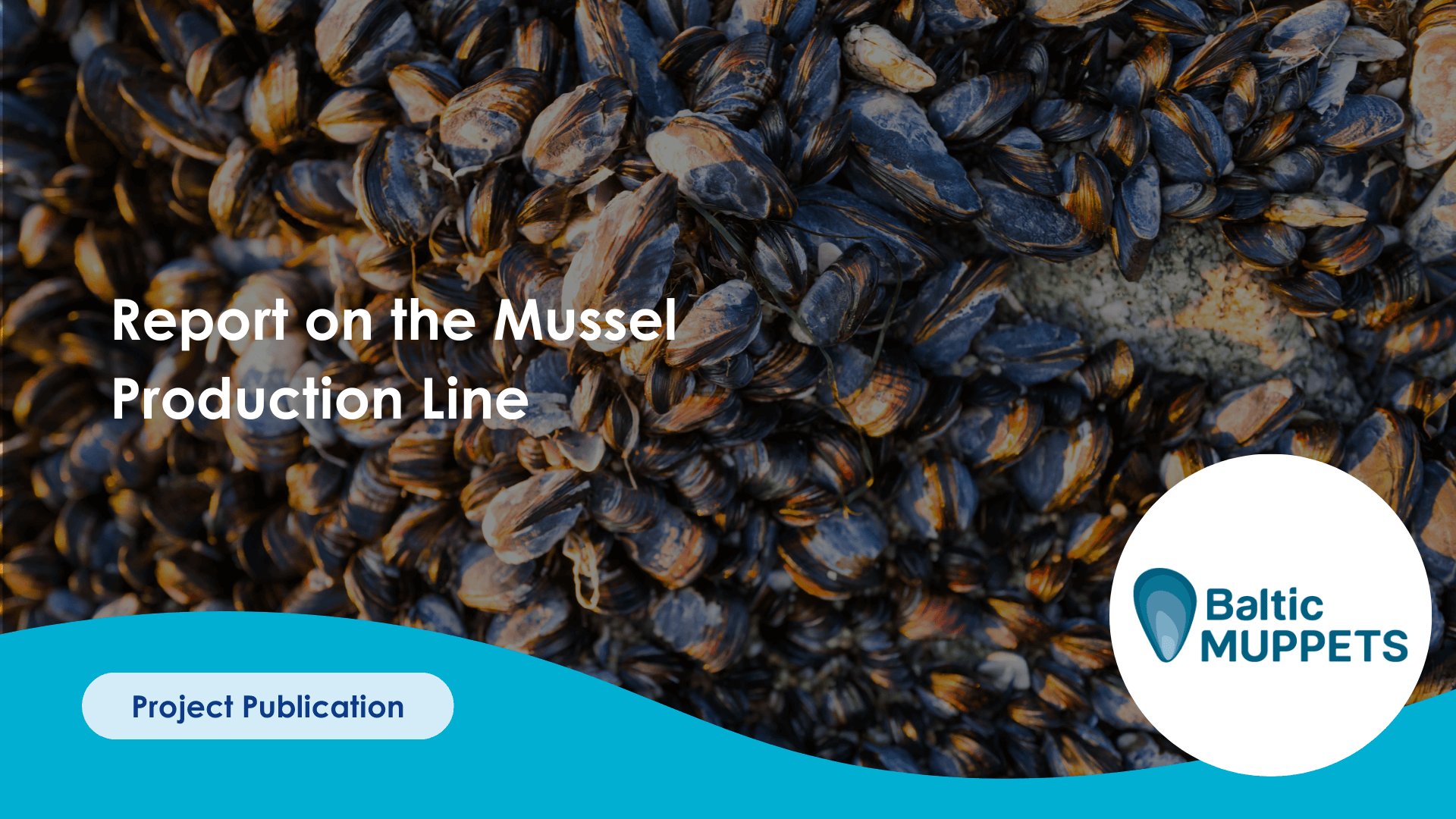 Report on the Mussel Production Line | Submariner Network for Blue Growth