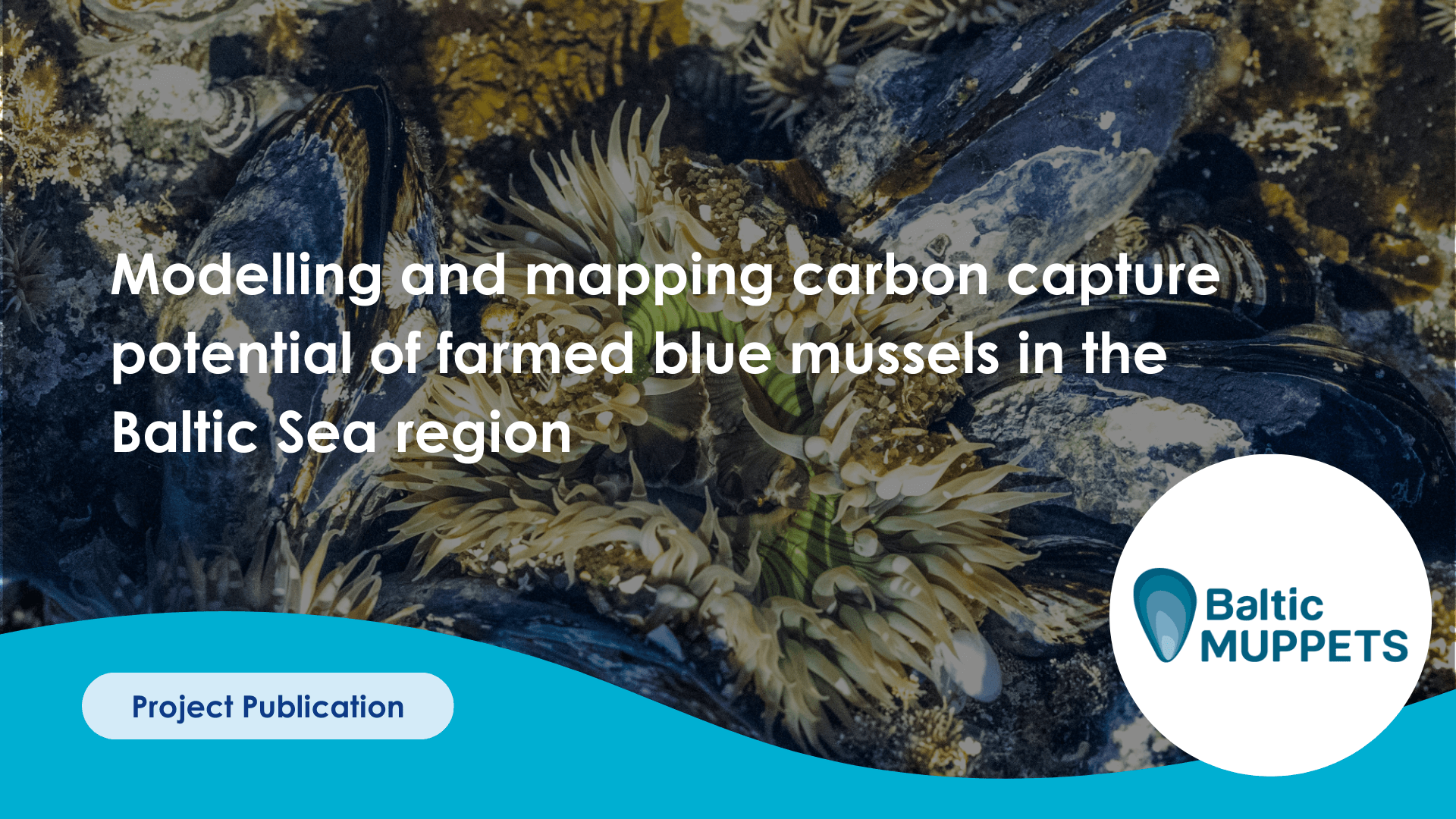 Modelling and mapping carbon capture potential of farmed blue mussels ...