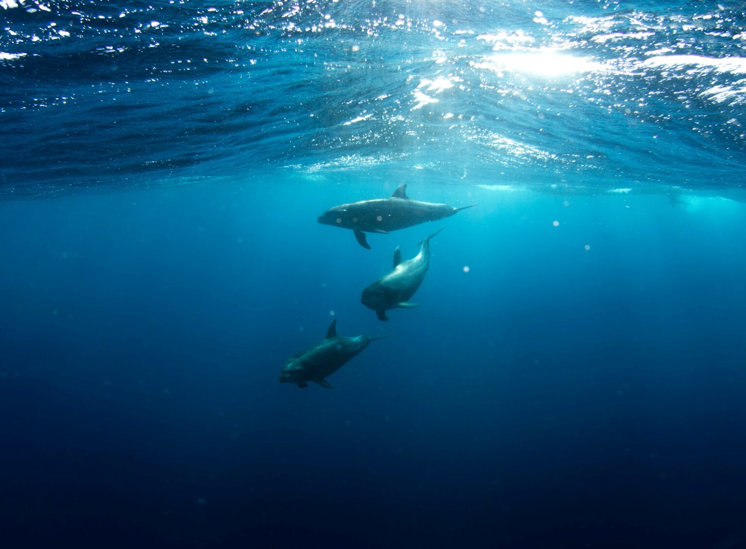 The High Seas Treaty Enters into Force: Implications for Marine ...